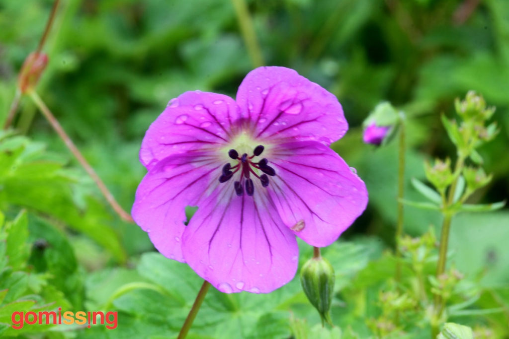 Exotic Flowers in Valley of Flowers – GoMissing