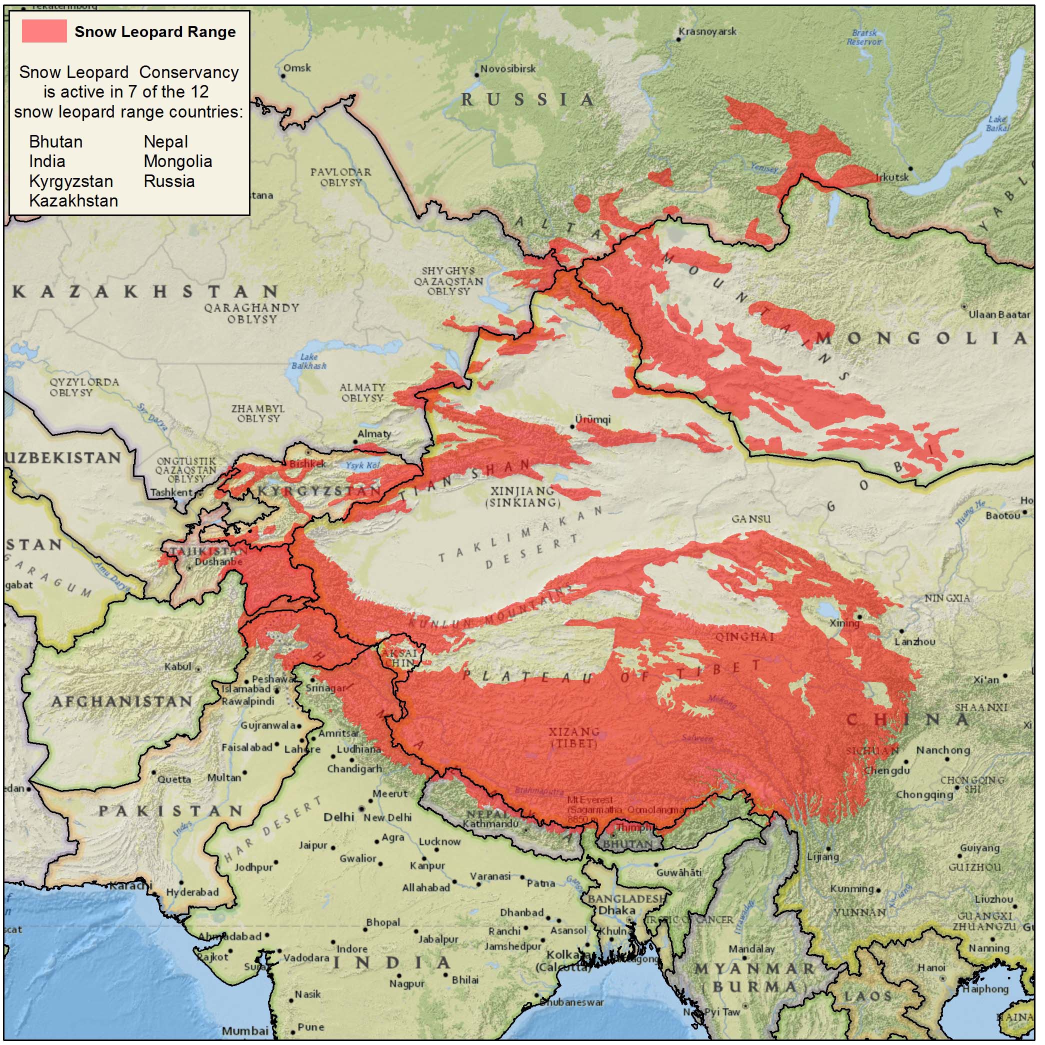 Snow Leopard: A Detailed Look at the Magnificent Wild Cat